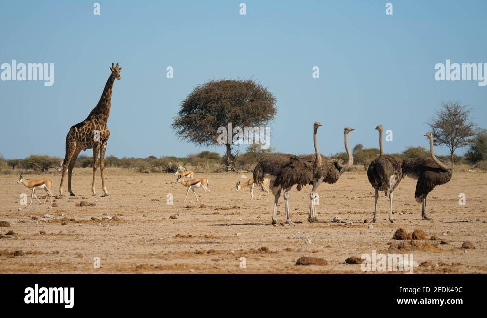 Coexisting wildlife Stock Videos & Footage - HD and 4K Video Clips - Alamy