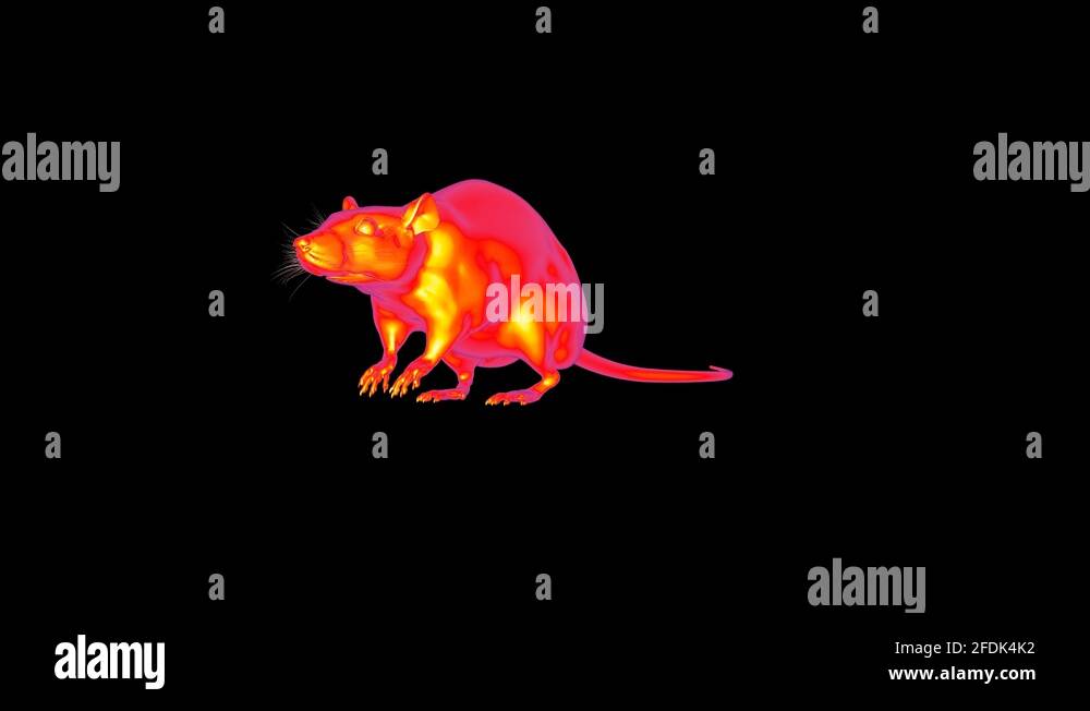 Country rat Stock Videos & Footage - HD and 4K Video Clips - Alamy