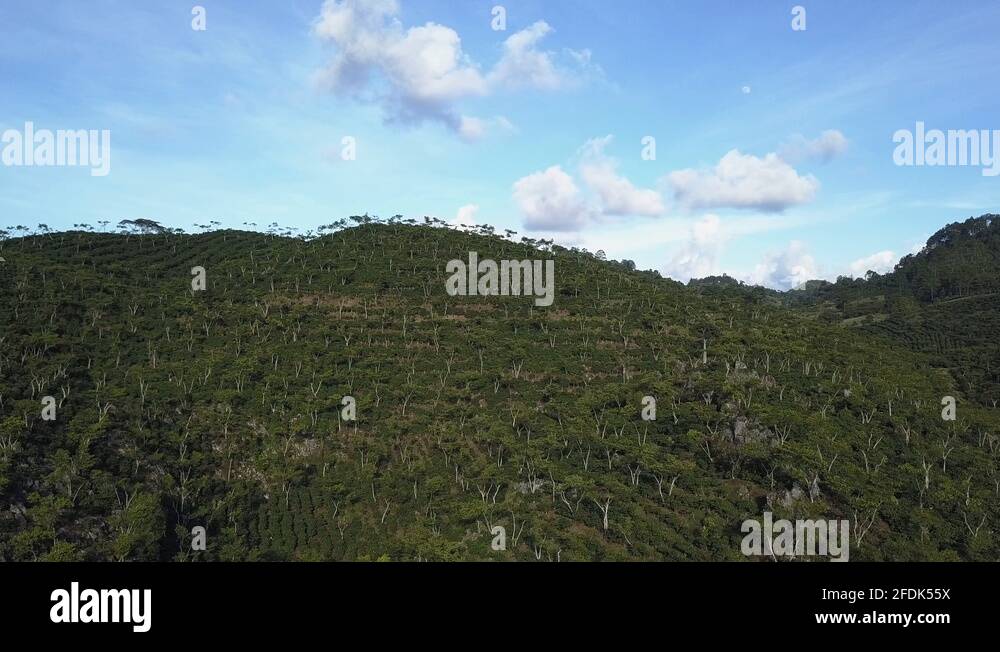 Tree Farm Stock Videos Footage HD And 4K Video Clips Alamy tree-farm-stock-videos-footage-hd-and-4k-video-clips-alamy