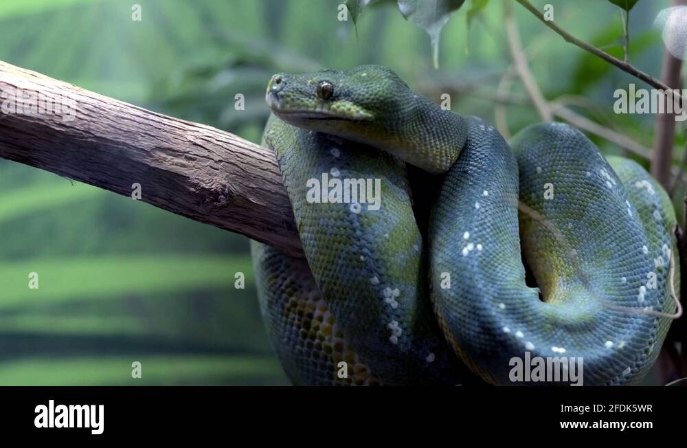 Snake in an aquarium Stock Videos & Footage - HD and 4K Video Clips - Alamy