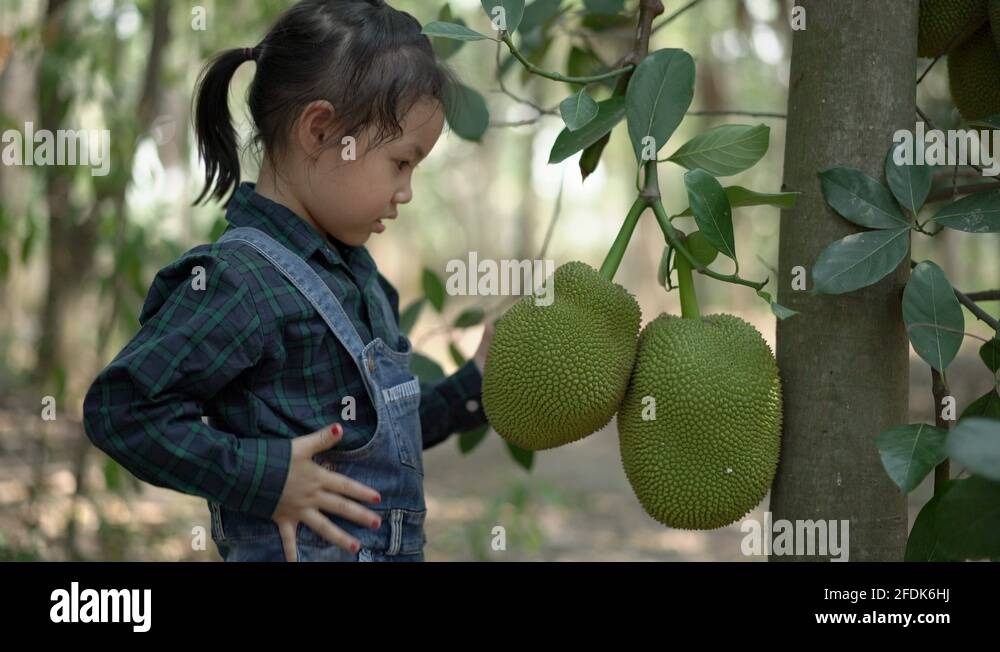 Jackfruit tree and person Stock Videos & Footage - HD and 4K Video ...