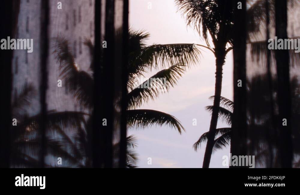Window palm tree Stock Videos & Footage - HD and 4K Video Clips - Alamy