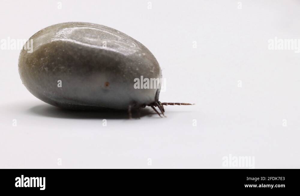 Engorged tick Stock Videos & Footage - HD and 4K Video Clips - Alamy