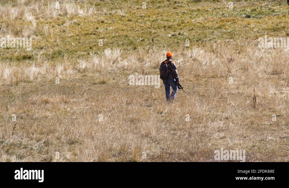 Hunter walks through field with rifle and backpack. Wide Shot Long Lens ...