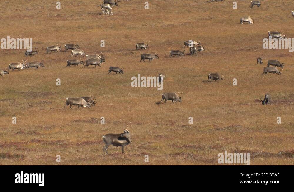 Migrating migration Stock Videos & Footage - HD and 4K Video Clips - Alamy