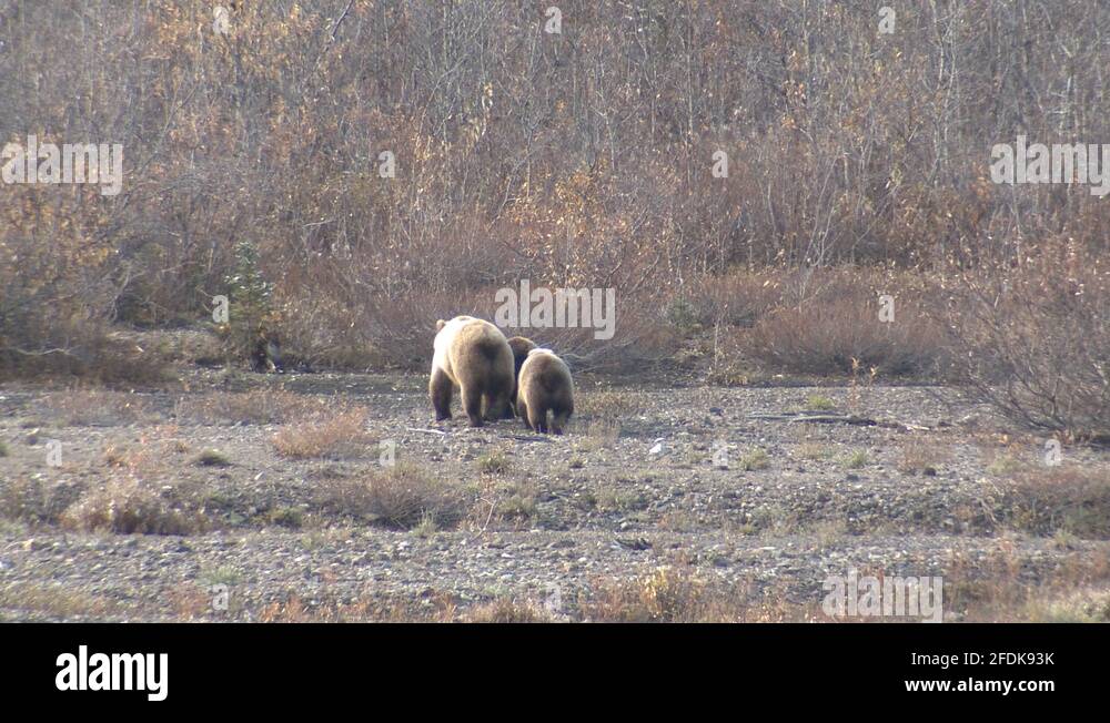 Alaska grizzly bear family cub Stock Videos & Footage - HD and 4K Video ...
