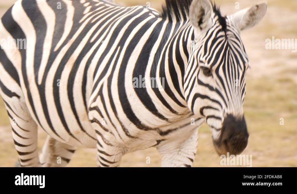 Zebra up close Stock Videos & Footage - HD and 4K Video Clips - Alamy
