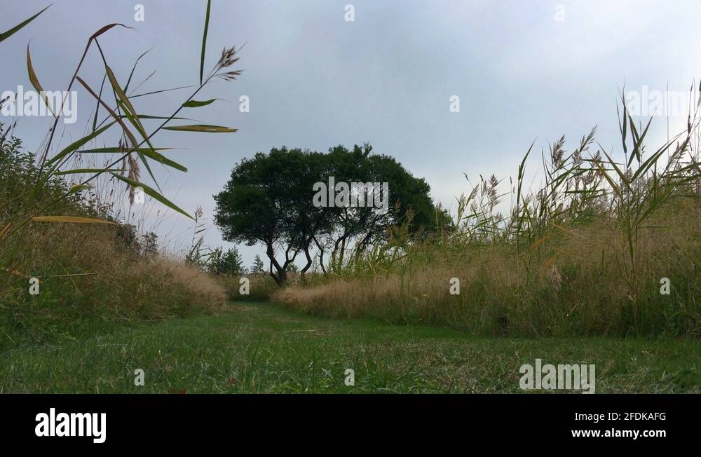 Worm's eye view tree Stock Videos & Footage - HD and 4K Video Clips - Alamy