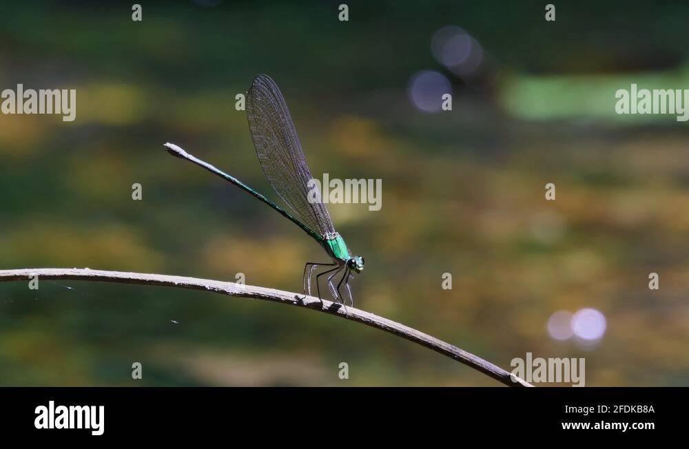 Twig animal world Stock Videos & Footage - HD and 4K Video Clips - Alamy