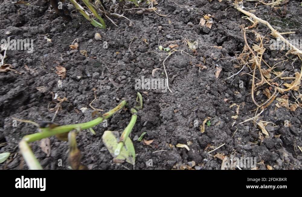 Root nodules legume Stock Videos & Footage - HD and 4K Video Clips - Alamy