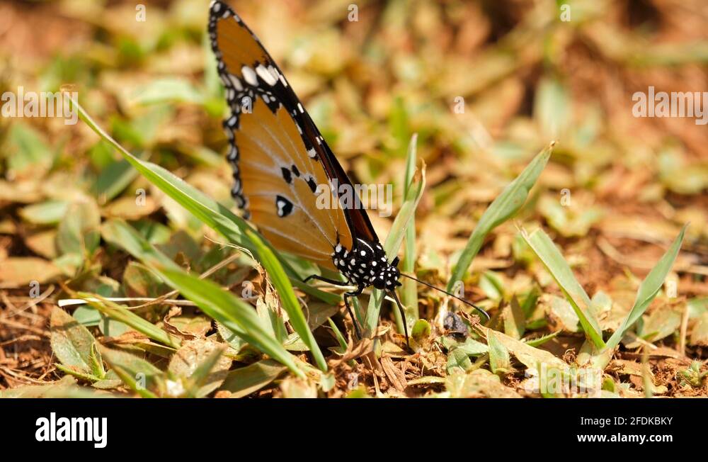 South african butterfly Stock Videos & Footage - HD and 4K Video Clips ...