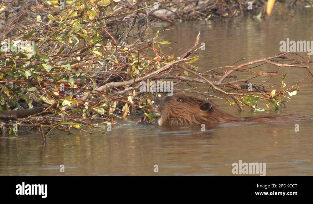 Beaver building dam Stock Videos & Footage - HD and 4K Video Clips - Alamy