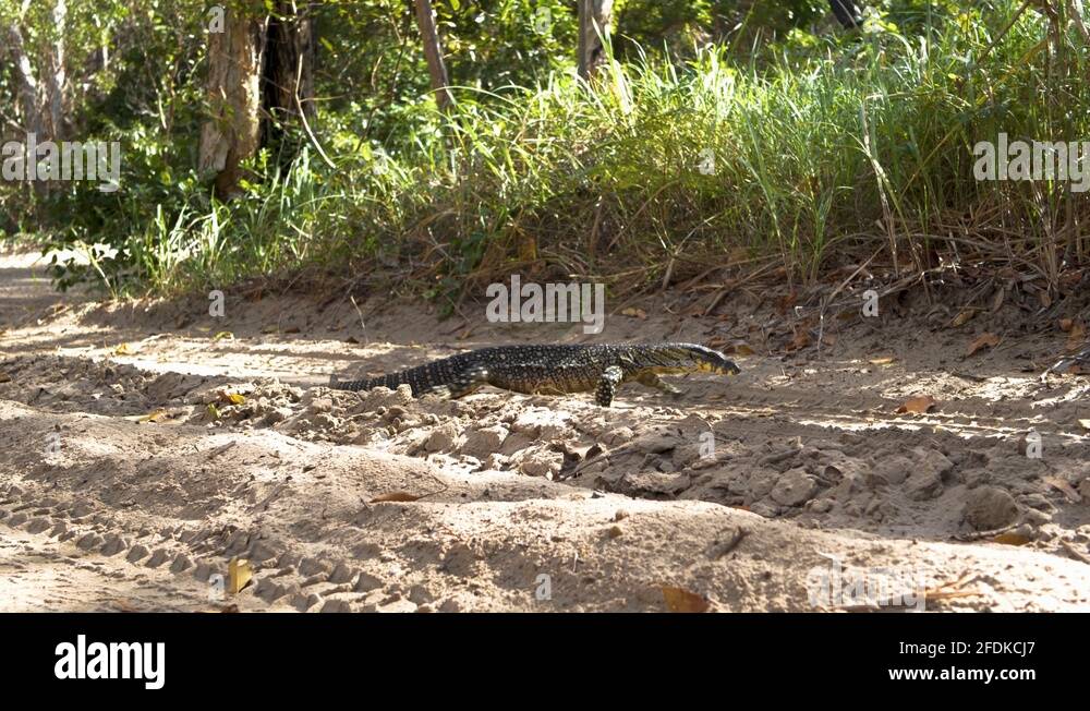 Lizard island australia monitor Stock Videos & Footage - HD and 4K ...