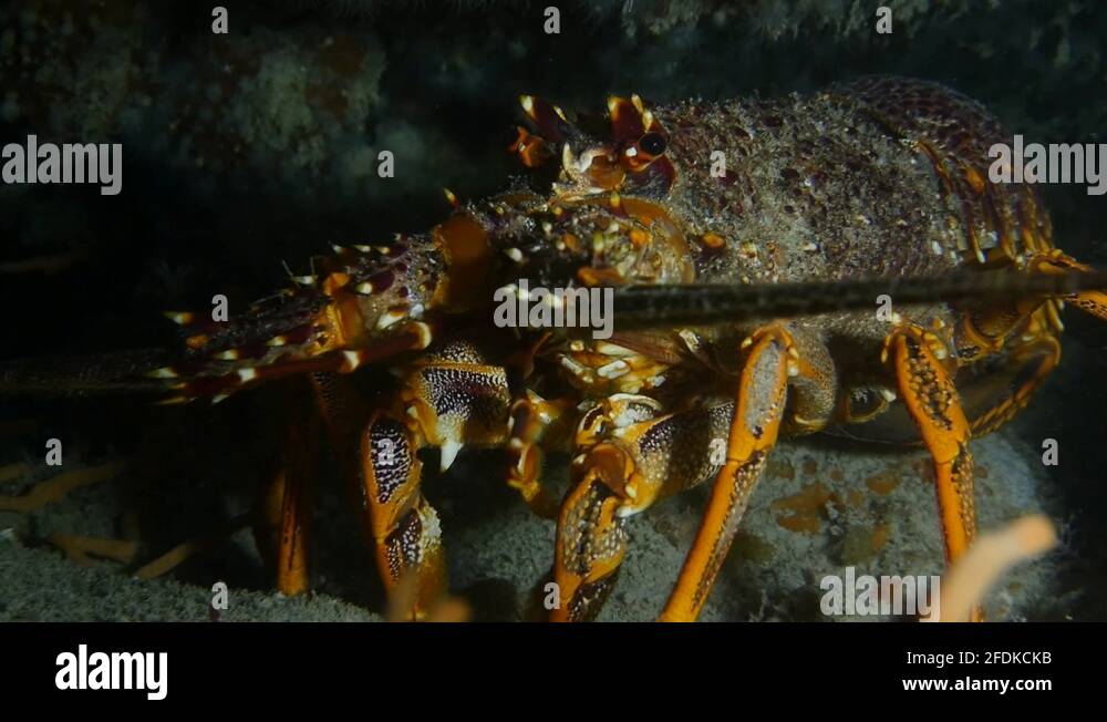 Southern crayfish Stock Videos & Footage - HD and 4K Video Clips - Alamy