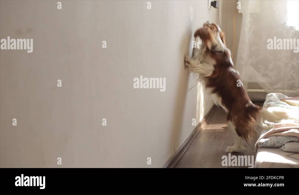 Dog behind wall Stock Videos & Footage - HD and 4K Video Clips - Alamy