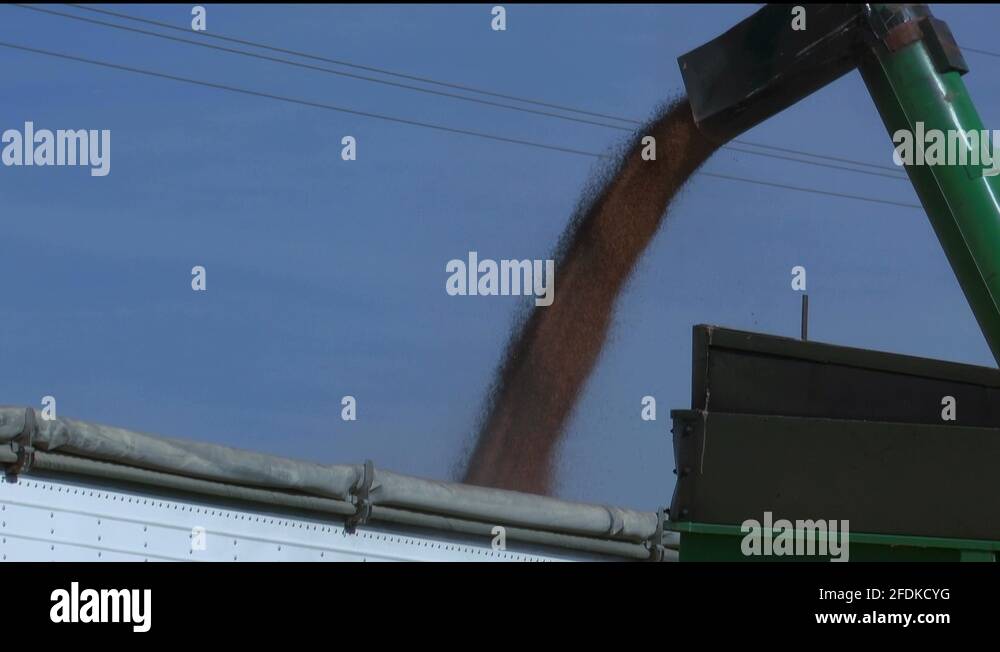 Separated seeds Stock Videos & Footage - HD and 4K Video Clips - Alamy