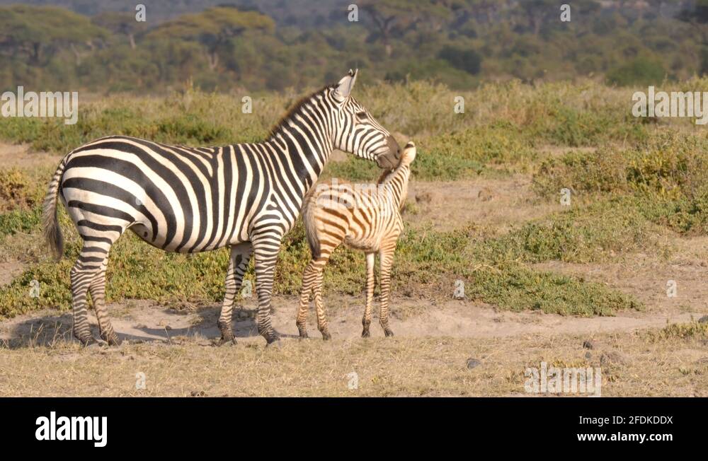 Species of zebra the plains zebra Stock Videos & Footage - HD and 4K ...