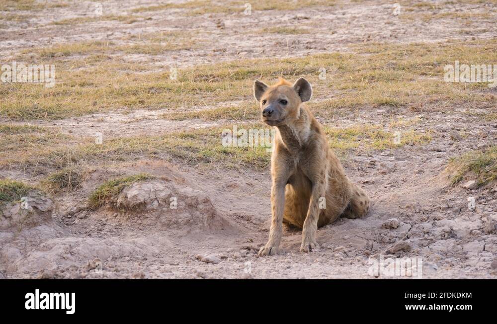 Spotted hyena sitting Stock Videos & Footage - HD and 4K Video Clips ...