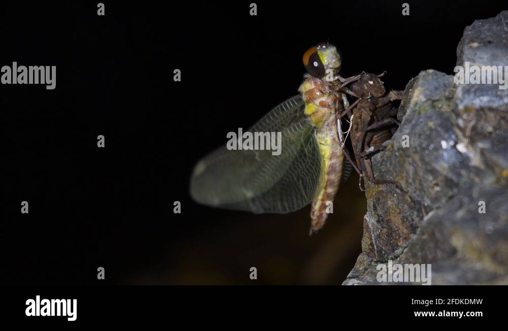 Insect odonata anisoptera libellulidae wings Stock Videos & Footage ...