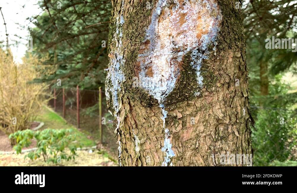 Aromatic tree resin Stock Videos & Footage - HD and 4K Video Clips - Alamy