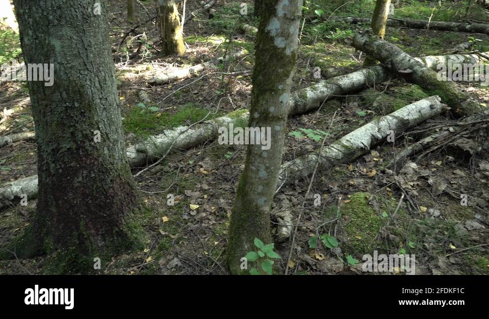 Fallen rotten trees Stock Videos & Footage - HD and 4K Video Clips - Alamy