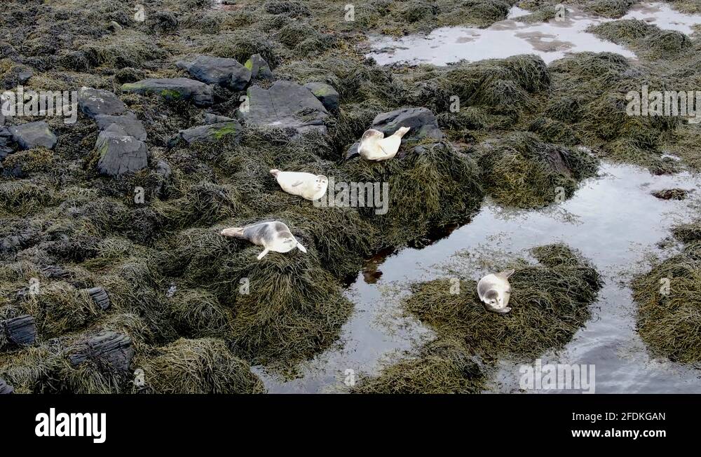 Cute algae Stock Videos & Footage - HD and 4K Video Clips - Alamy