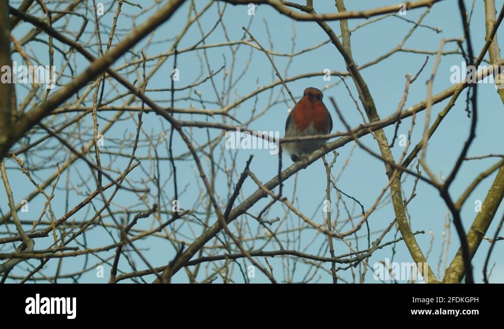 Red robin flying Stock Videos & Footage - HD and 4K Video Clips - Alamy