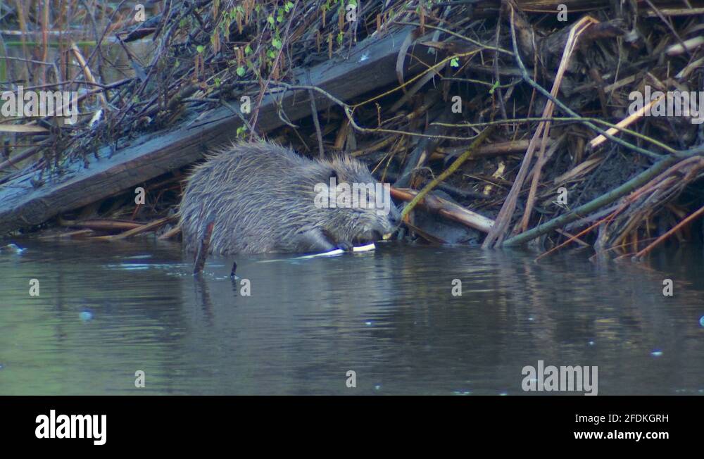 Gnawing stick Stock Videos & Footage - HD and 4K Video Clips - Alamy