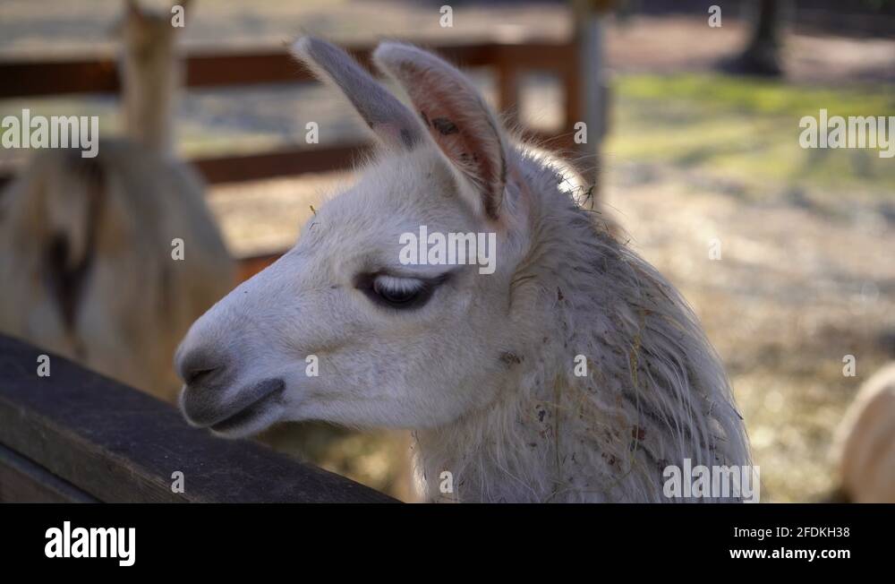 Funny face of lama looking in camera Stock Video Footage - Alamy