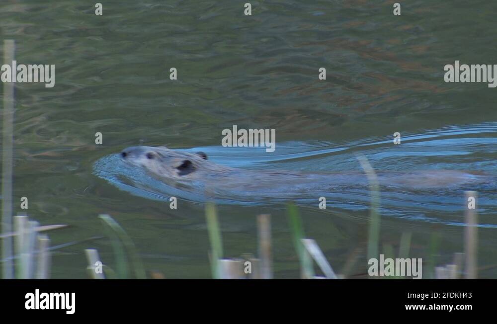 Tail smack Stock Videos & Footage - HD and 4K Video Clips - Alamy