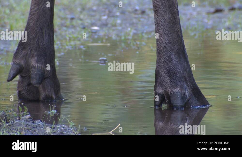 Body head face legs Stock Videos & Footage - HD and 4K Video Clips - Alamy
