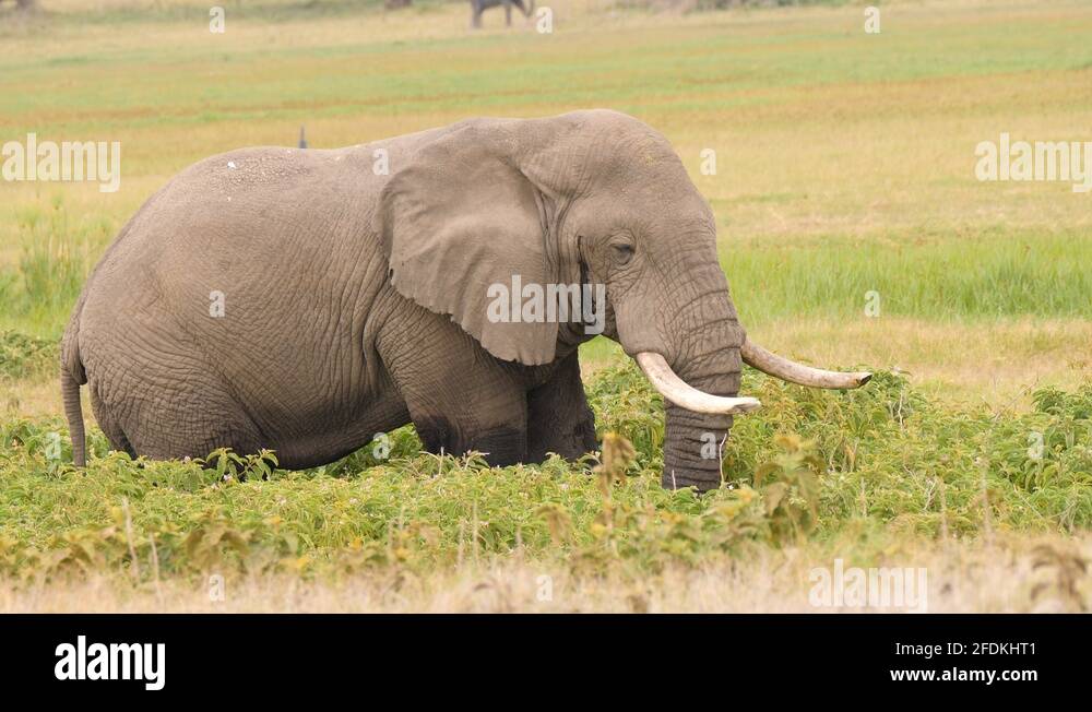 Elephant in deep water Stock Videos & Footage - HD and 4K Video Clips ...