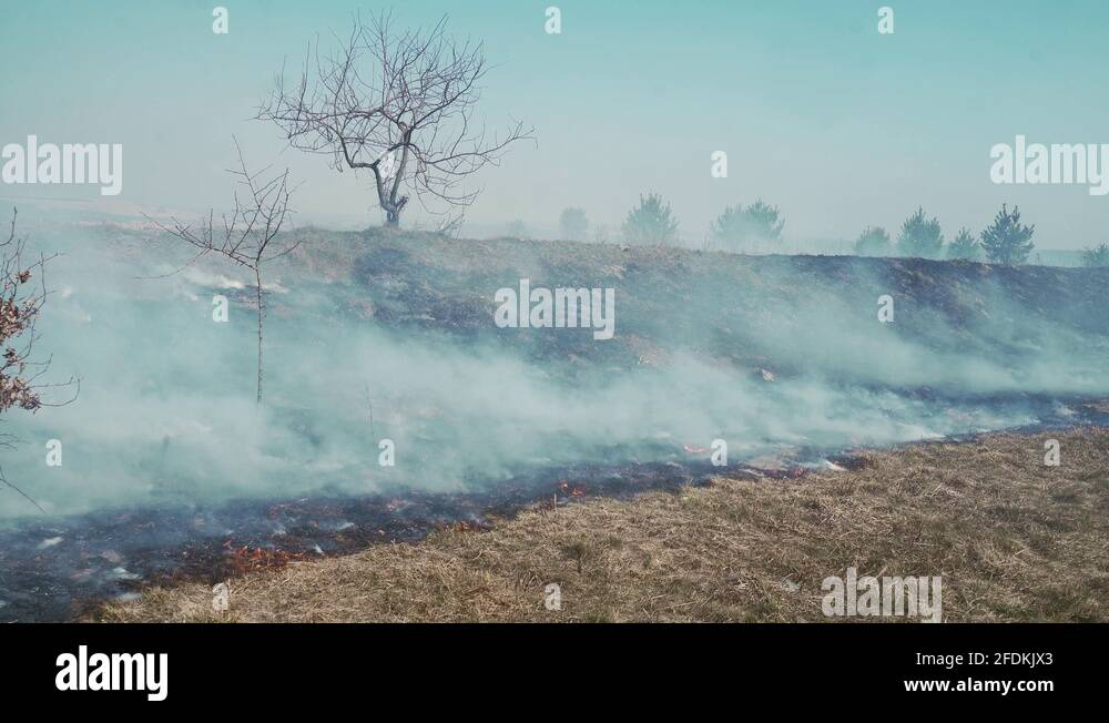 One dry tree Stock Videos & Footage - HD and 4K Video Clips - Alamy