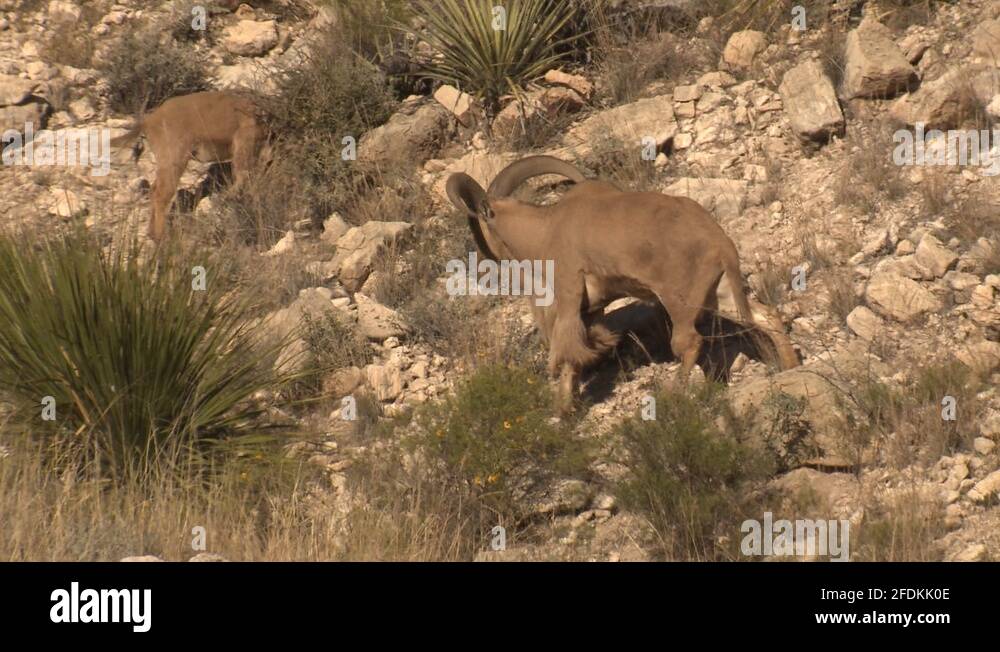 Hobbled Stock Videos & Footage - HD and 4K Video Clips - Alamy