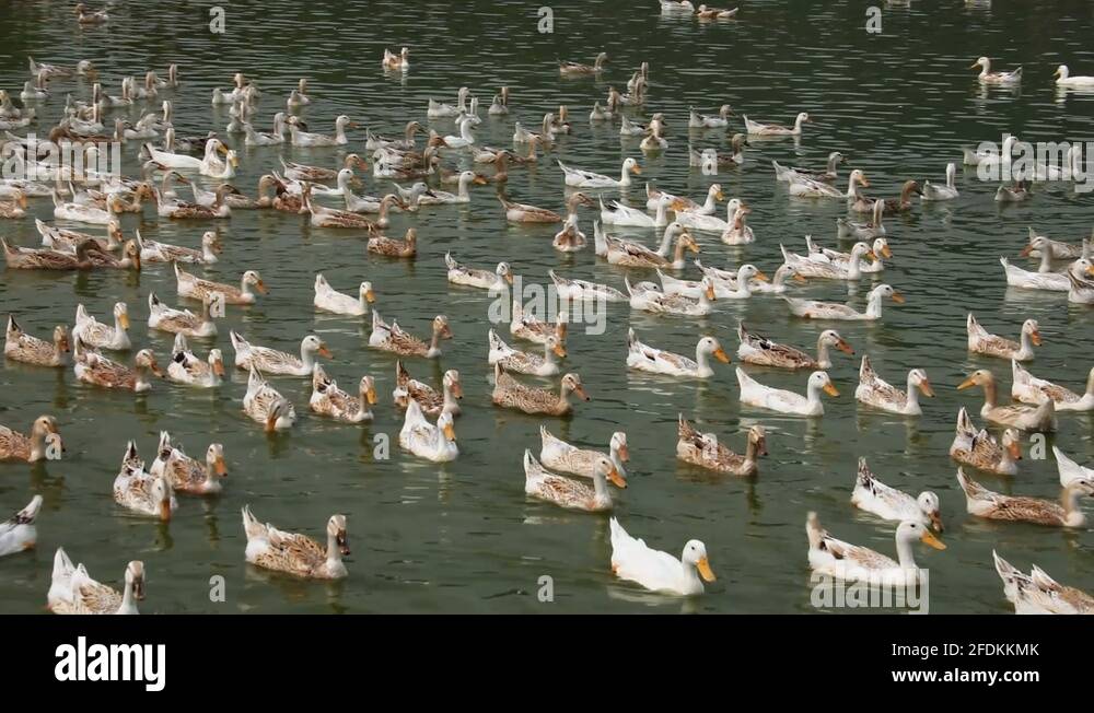 Farm animals in a pond Stock Videos & Footage - HD and 4K Video Clips ...