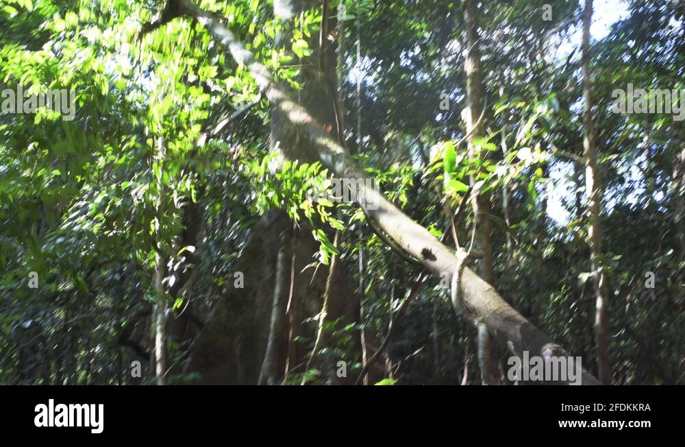 Tree Falling in the Middle of the Amazon Rainforest Stock Video Footage ...