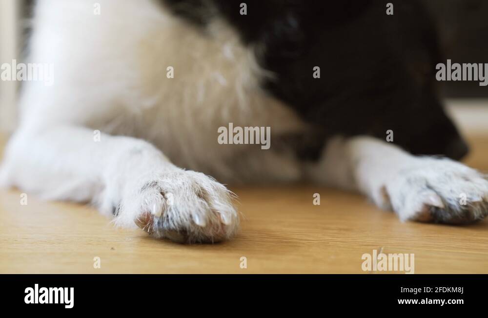 Dog blinking eyes Stock Videos & Footage - HD and 4K Video Clips - Alamy