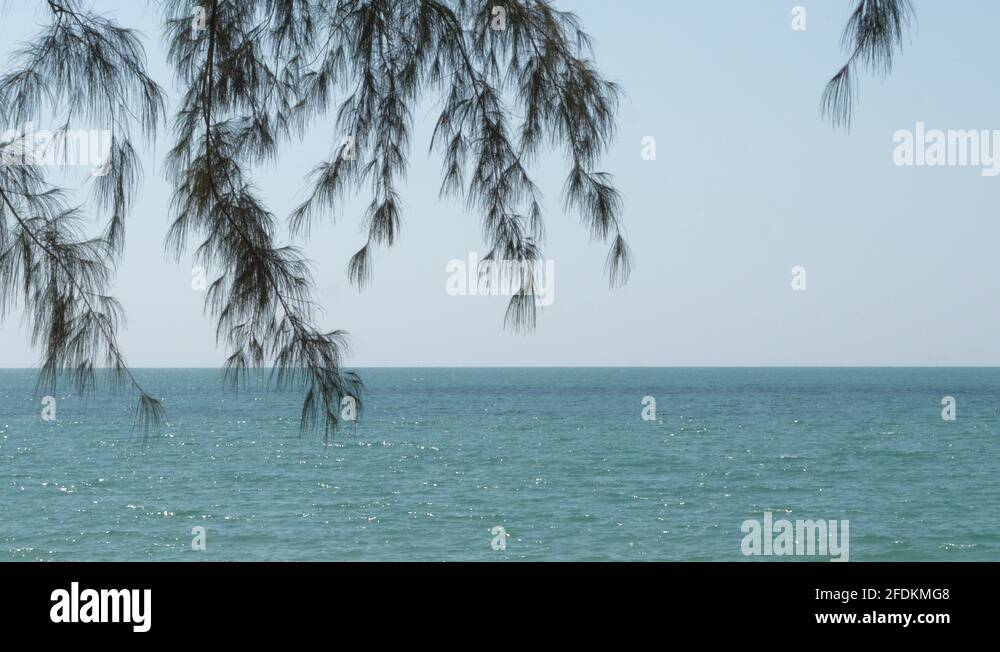 Tree shaded beach Stock Videos & Footage - HD and 4K Video Clips - Alamy