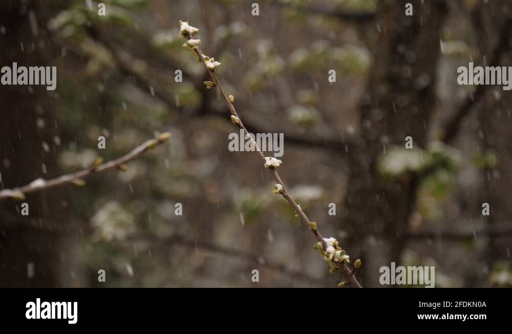 Budding twig Stock Videos & Footage - HD and 4K Video Clips - Alamy
