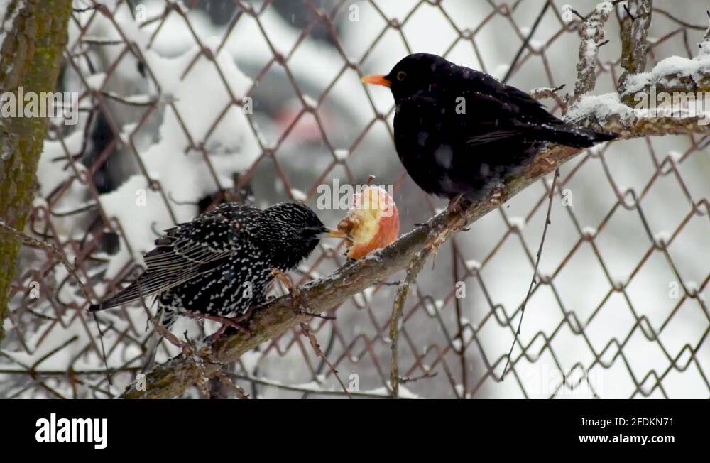 Merula Stock Videos & Footage - HD and 4K Video Clips - Alamy