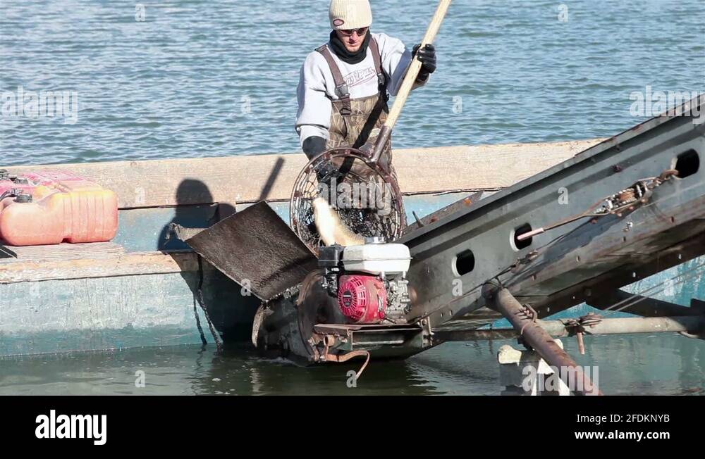 Fish load Stock Videos & Footage - HD and 4K Video Clips - Alamy