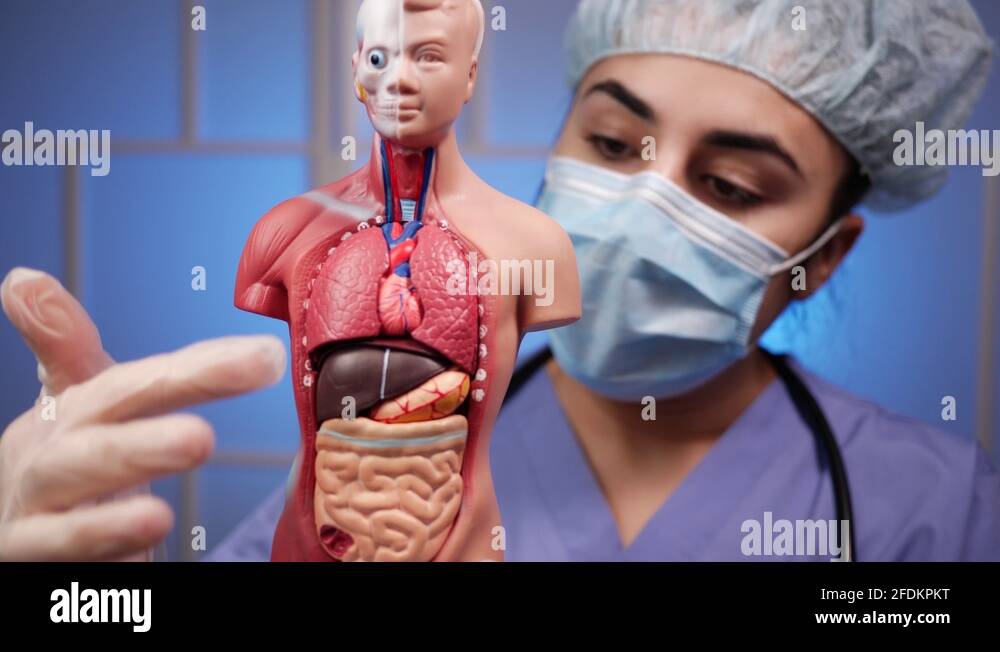 Female skin anatomy Stock Videos & Footage - HD and 4K Video Clips - Alamy