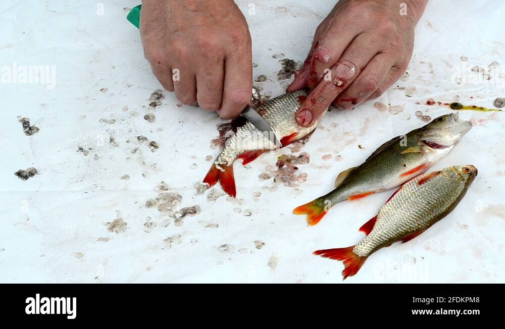 fisherman hands with knife clean rudd bass fish scale and guts Stock ...
