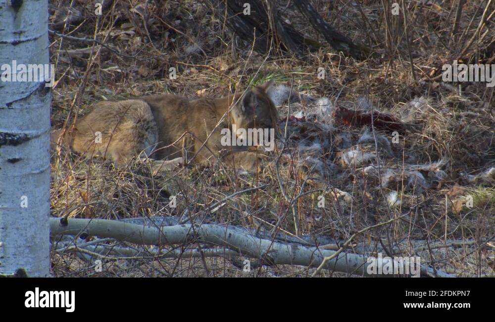 Predation lion Stock Videos & Footage - HD and 4K Video Clips - Alamy