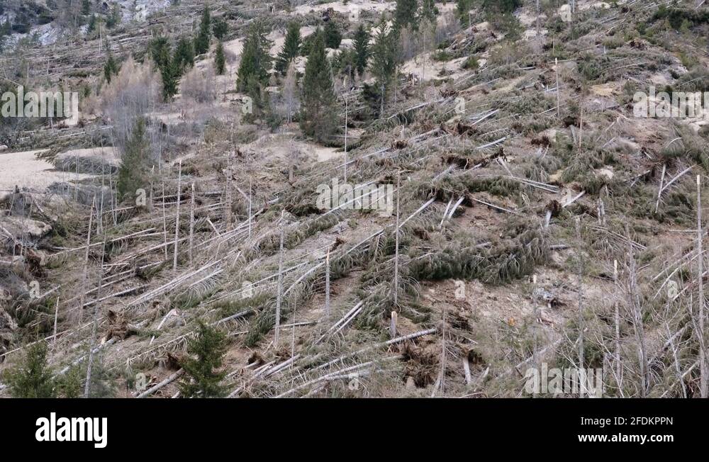 Forest with damaged fir trees Stock Videos & Footage - HD and 4K Video ...