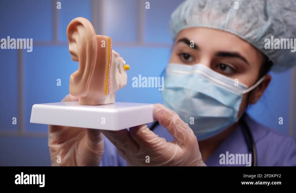 Human ear anatomy Stock Videos & Footage - HD and 4K Video Clips - Alamy