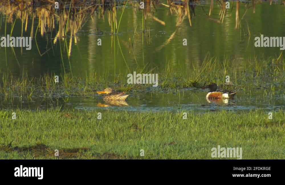 Bob bird Stock Videos & Footage - HD and 4K Video Clips - Alamy