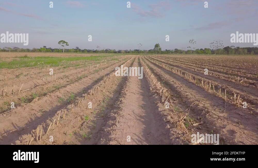 Dry land crop Stock Videos & Footage - HD and 4K Video Clips - Alamy