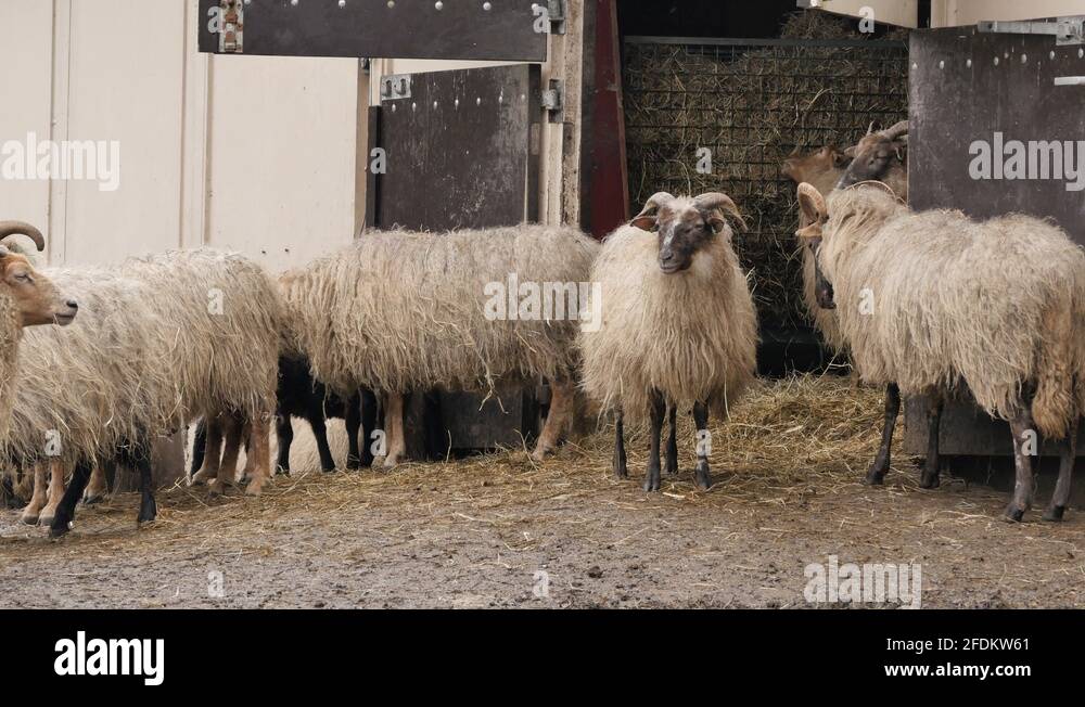 Sheep crib Stock Videos & Footage - HD and 4K Video Clips - Alamy