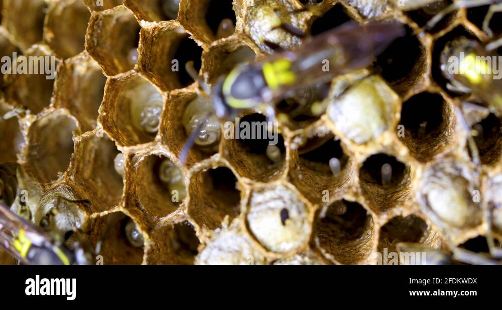 Worker wasps Stock Videos & Footage - HD and 4K Video Clips - Alamy